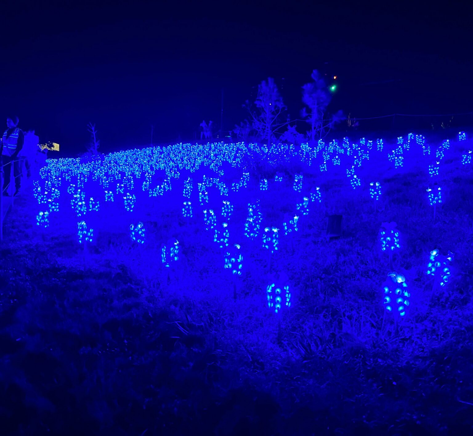 Winter lights are quite a delight in Houston this December – Space City ...